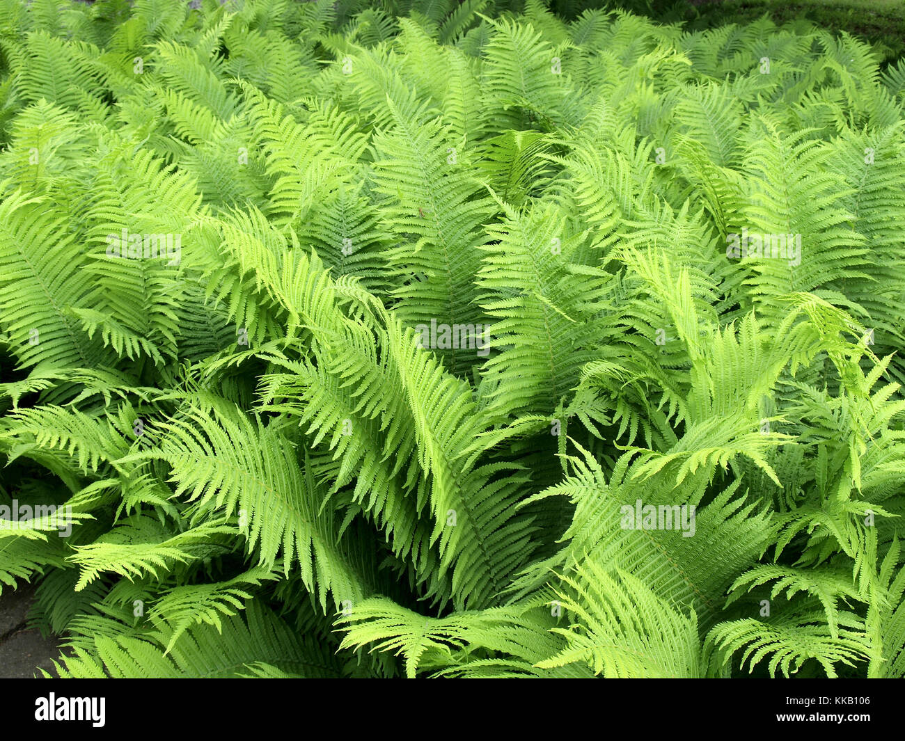 Lot of ferns growing in flower bed on summer Stock Photo - Alamy