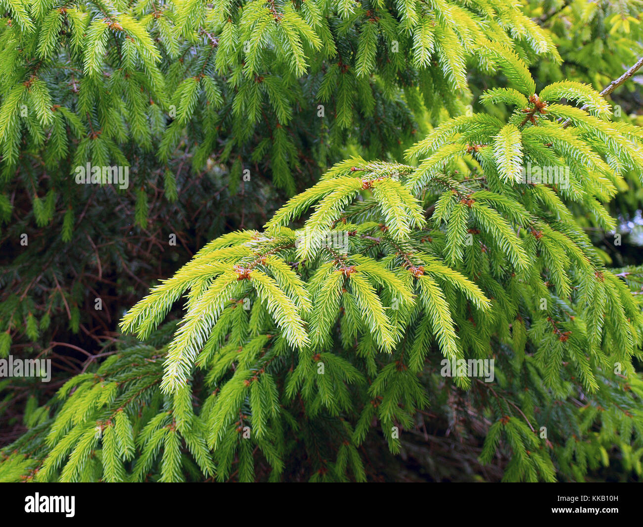 Fir sprouts hi-res stock photography and images - Alamy
