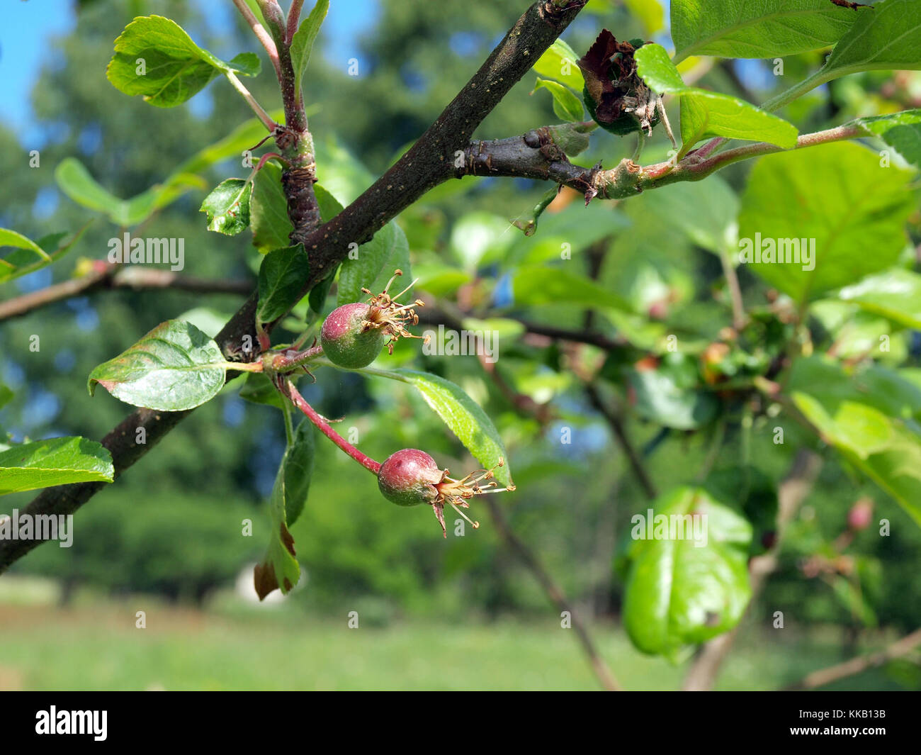Young unripe apple fruitlets on tree branch close up Stock Photo - Alamy