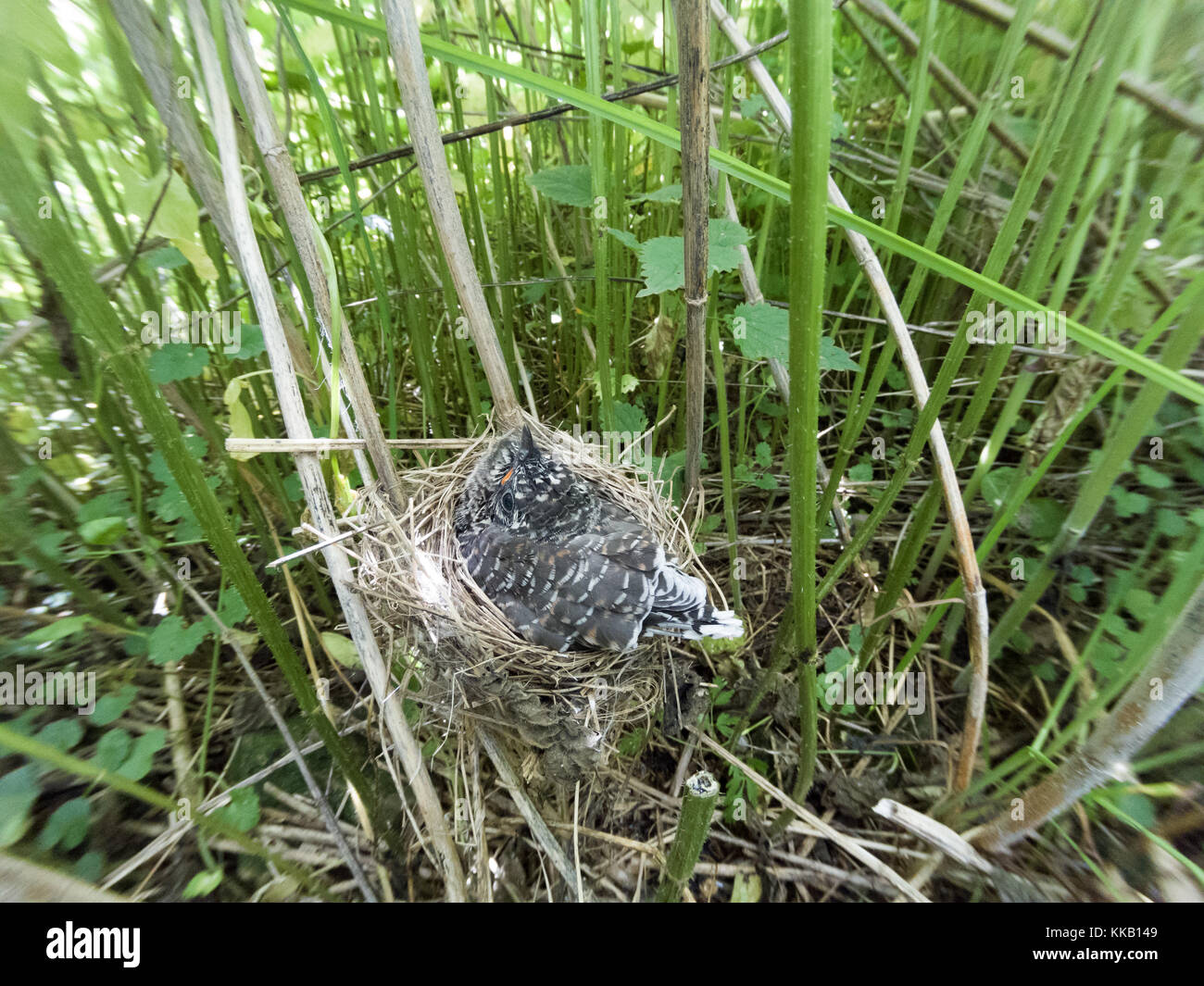 Acrocephalus palustris. The nest of the Marsh Warbler in nature. Common ...