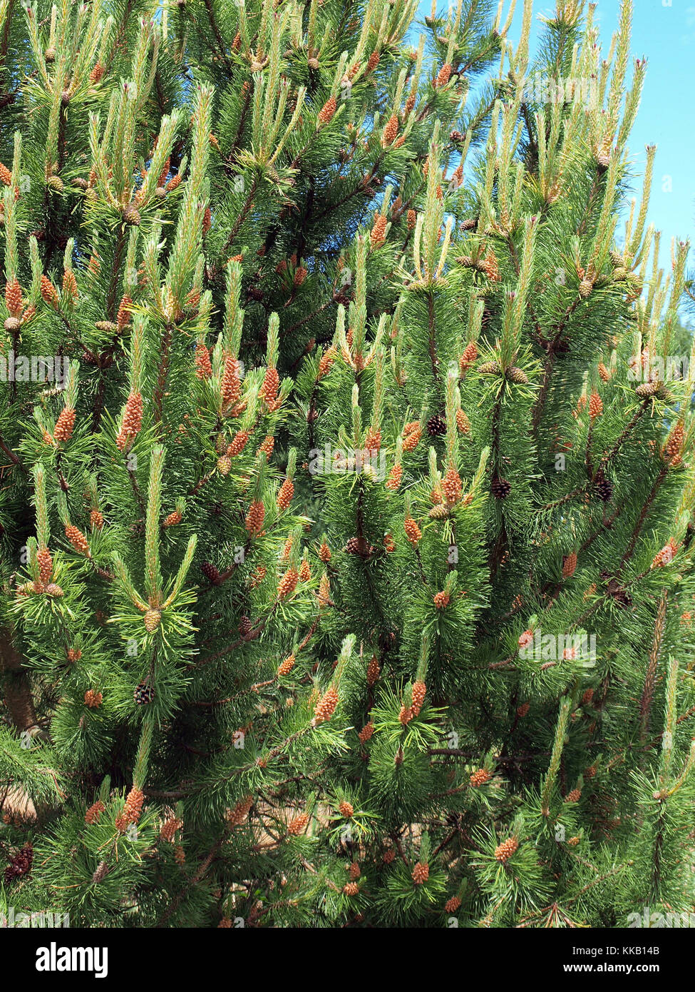 Pine tree sprouts hi-res stock photography and images - Alamy