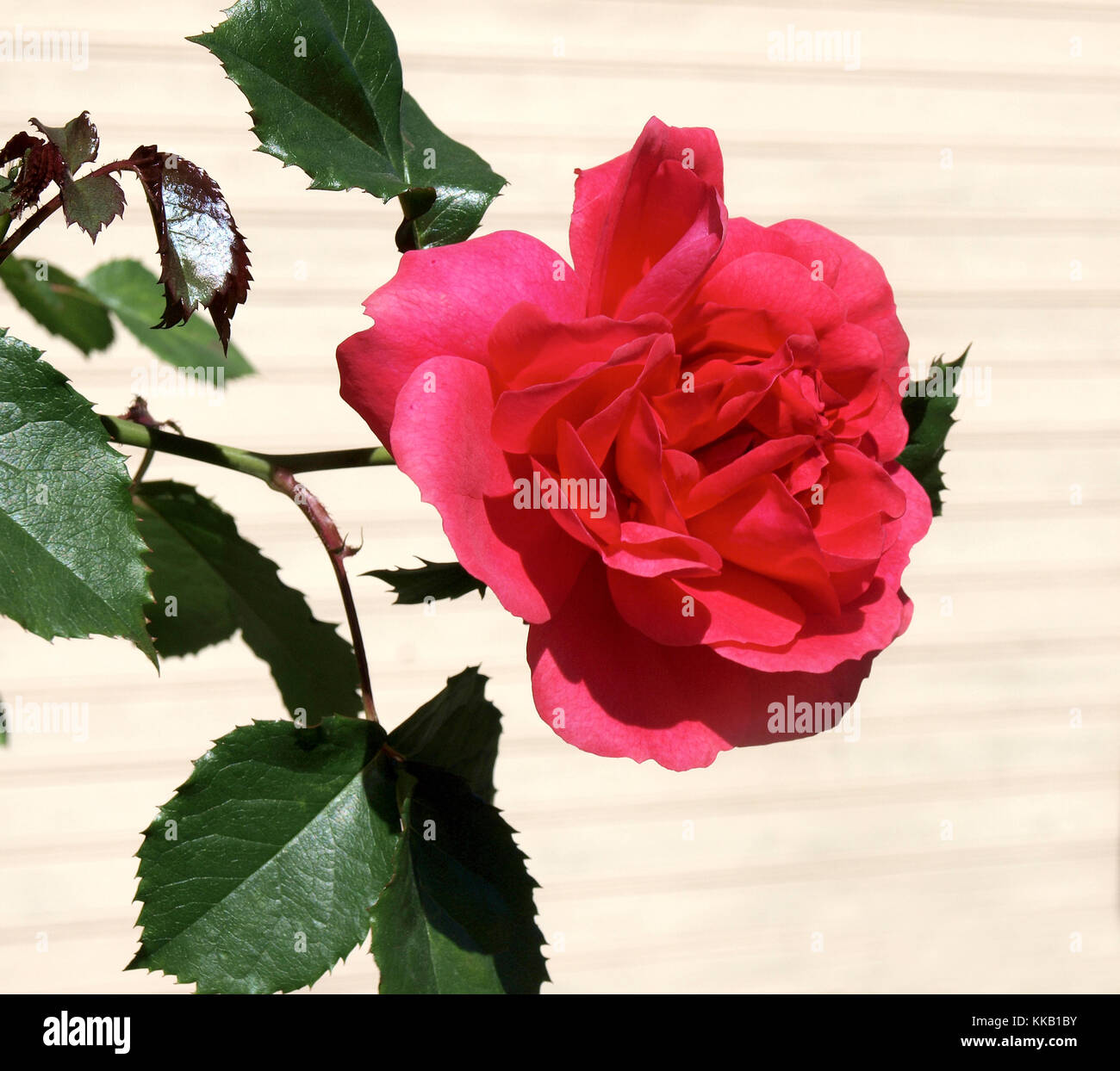 Single red rose flower blossom petals close up Stock Photo - Alamy