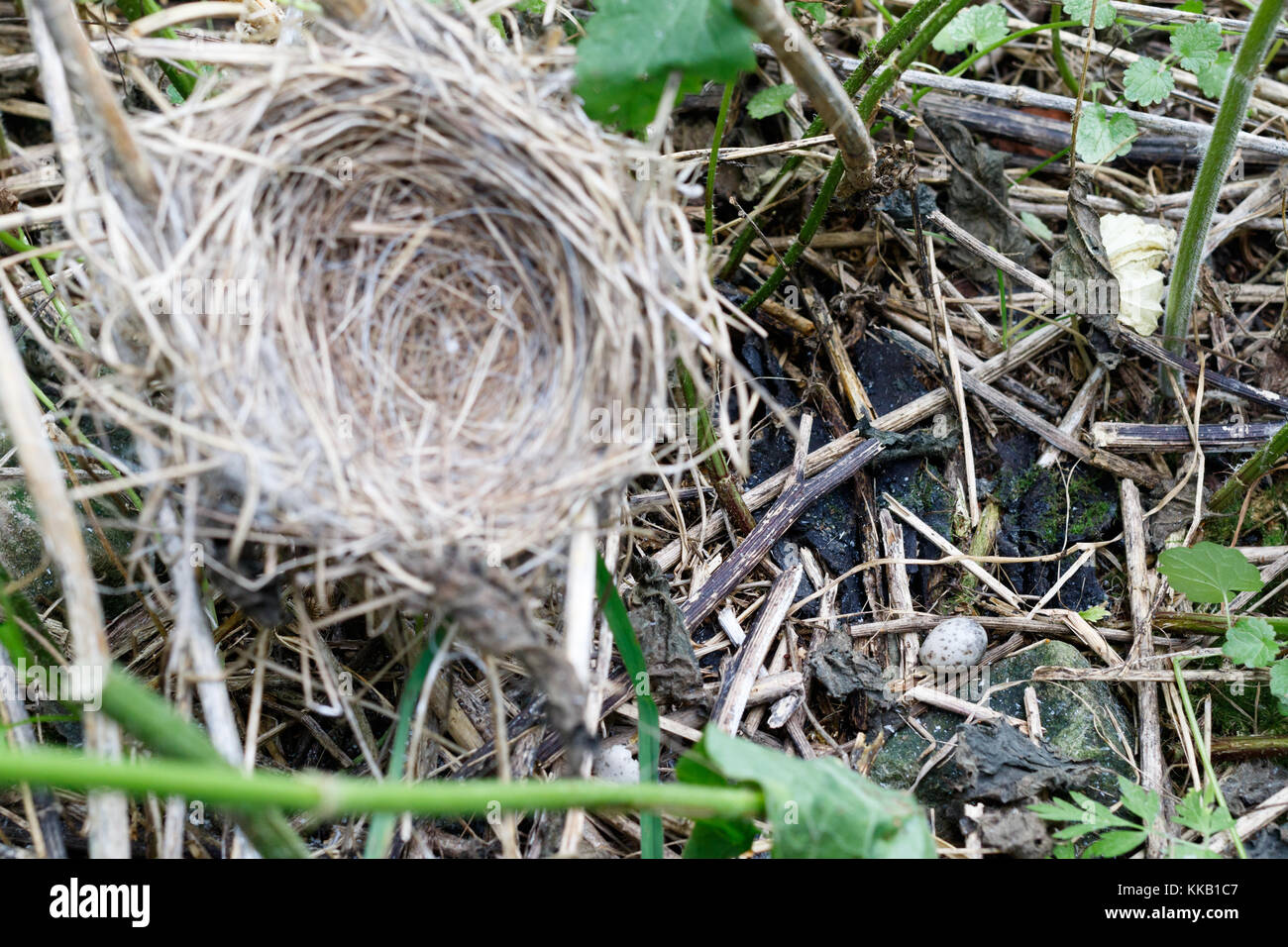 Acrocephalus palustris. The nest of the Marsh Warbler in nature. Common ...
