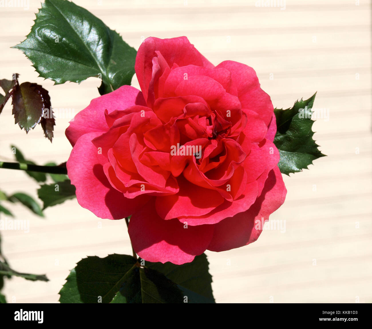 Single red rose flower blossom petals close up Stock Photo - Alamy