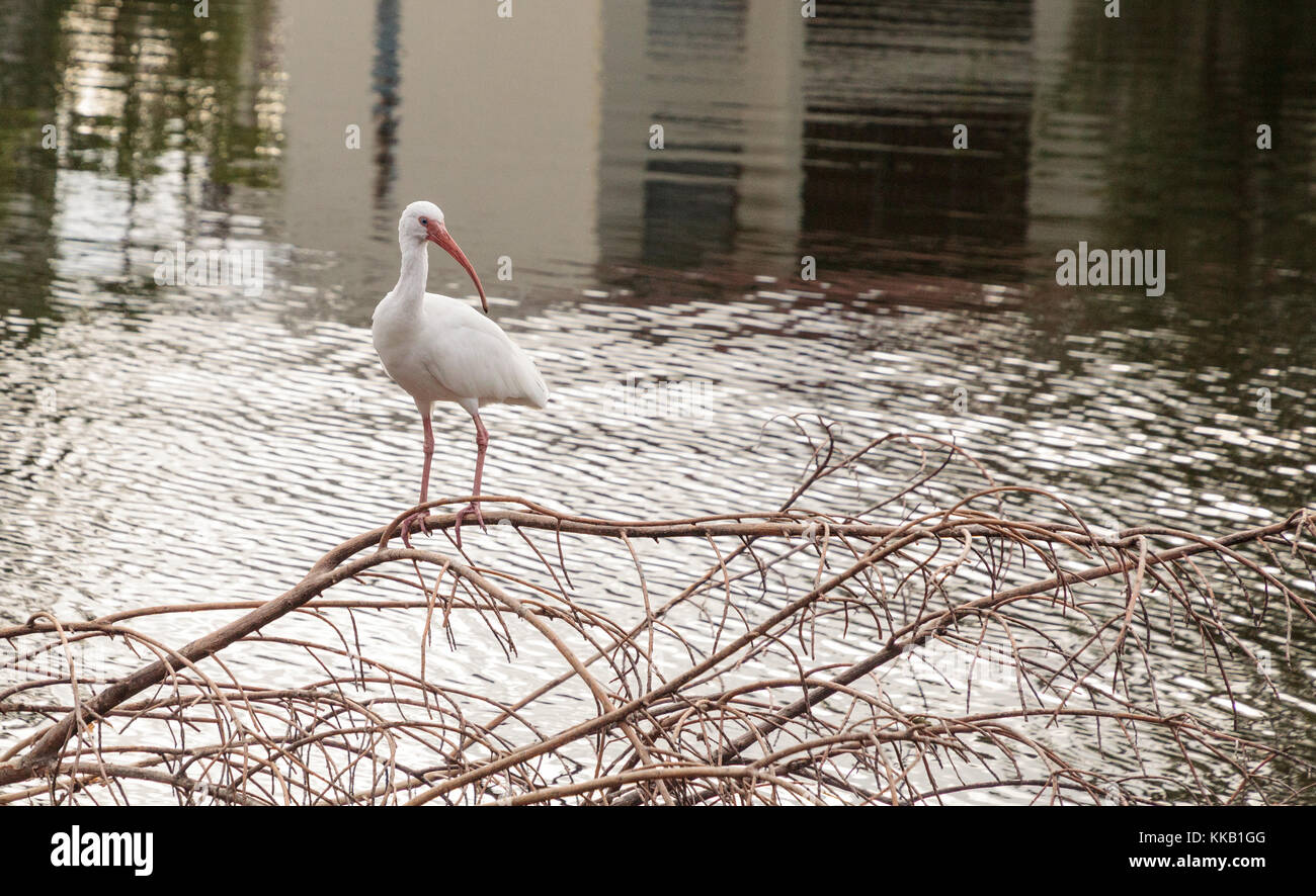 American White ibis Eudocimus albus bird in a pond in Naples, Florida ...