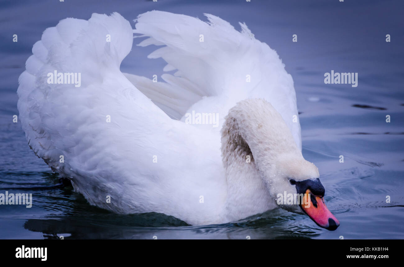 Closeup of swan captured in Vienna, Austria Stock Photo - Alamy