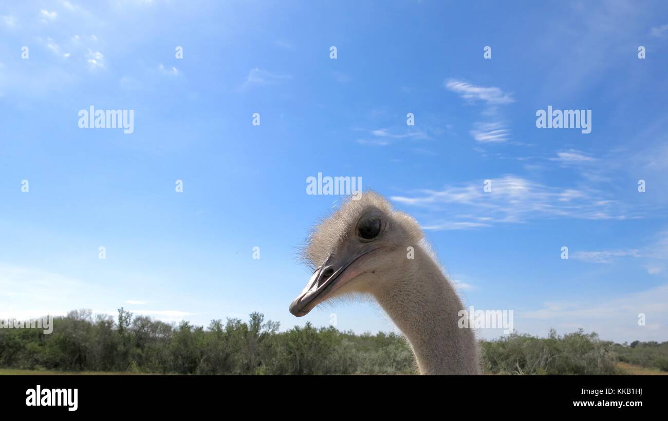 Silly face, laugh hi-res stock photography and images - Alamy