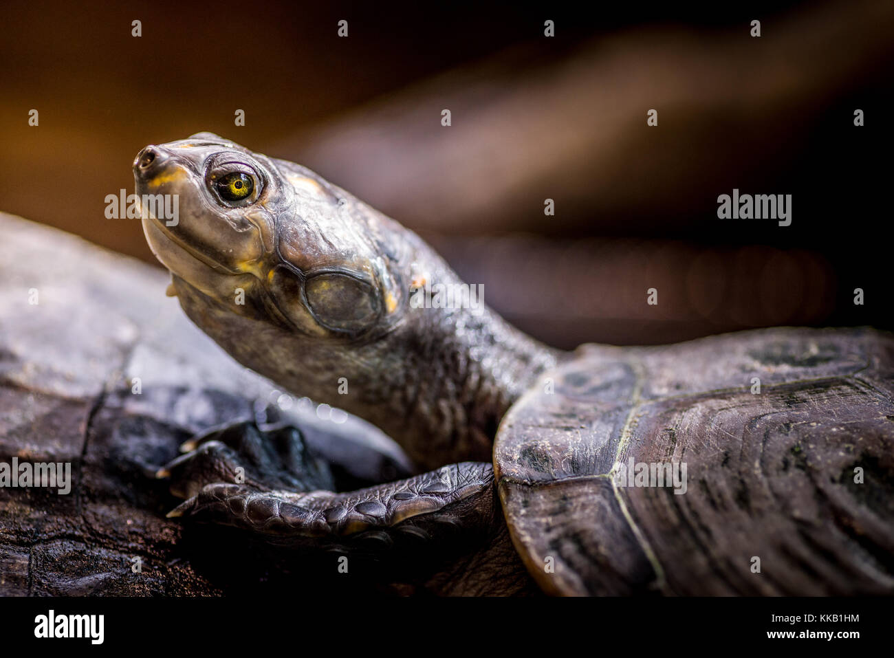 Close up of turtle head Stock Photo - Alamy