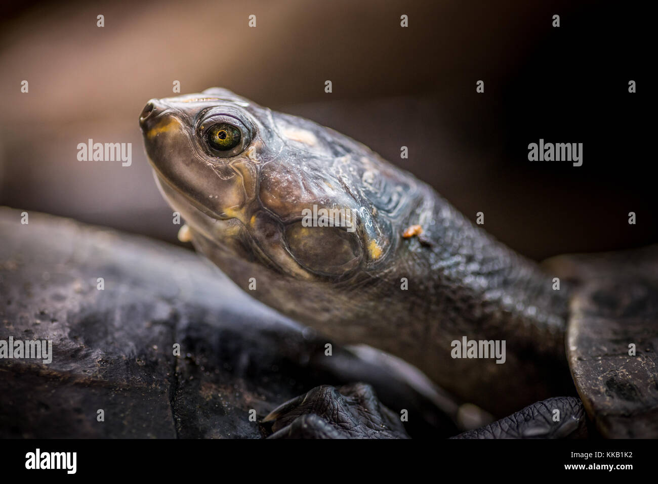 Close up of turtle head Stock Photo - Alamy