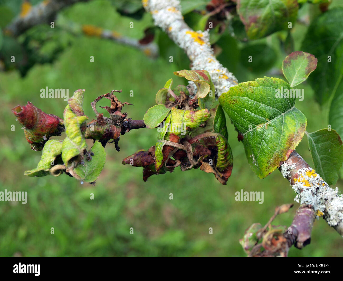 Curled and distorted apple tree leaves damaged by infection disease ...