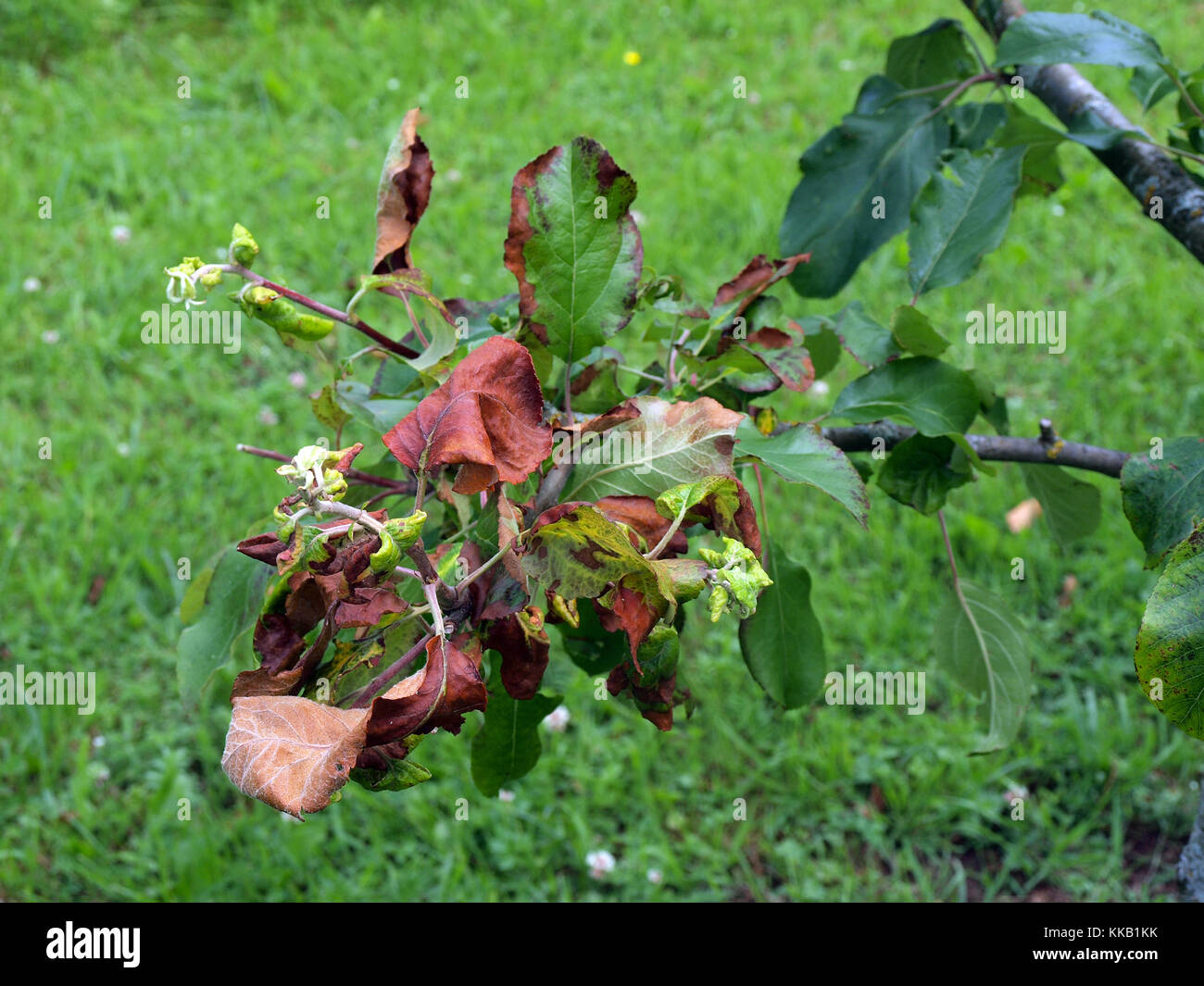 Curled and distorted apple tree leaves damaged by infection disease ...