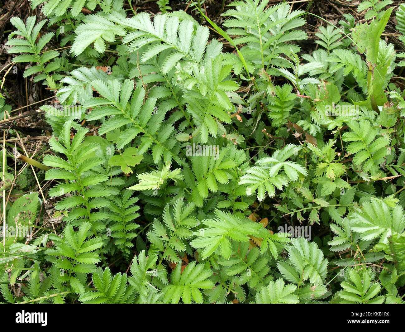 Herbaceous plant silverweed named potentilla anserina or argentina ...