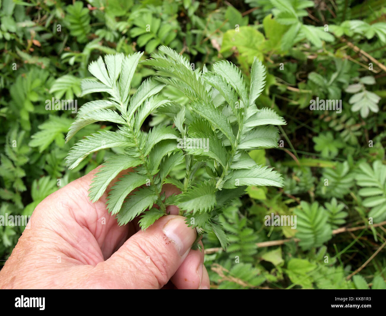 Hand holding leaves of herbaceous plant silverweed named potentilla ...