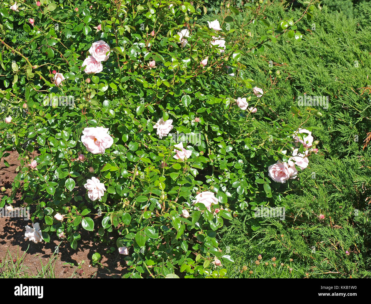 Light pink color hi-res stock photography and images - Alamy