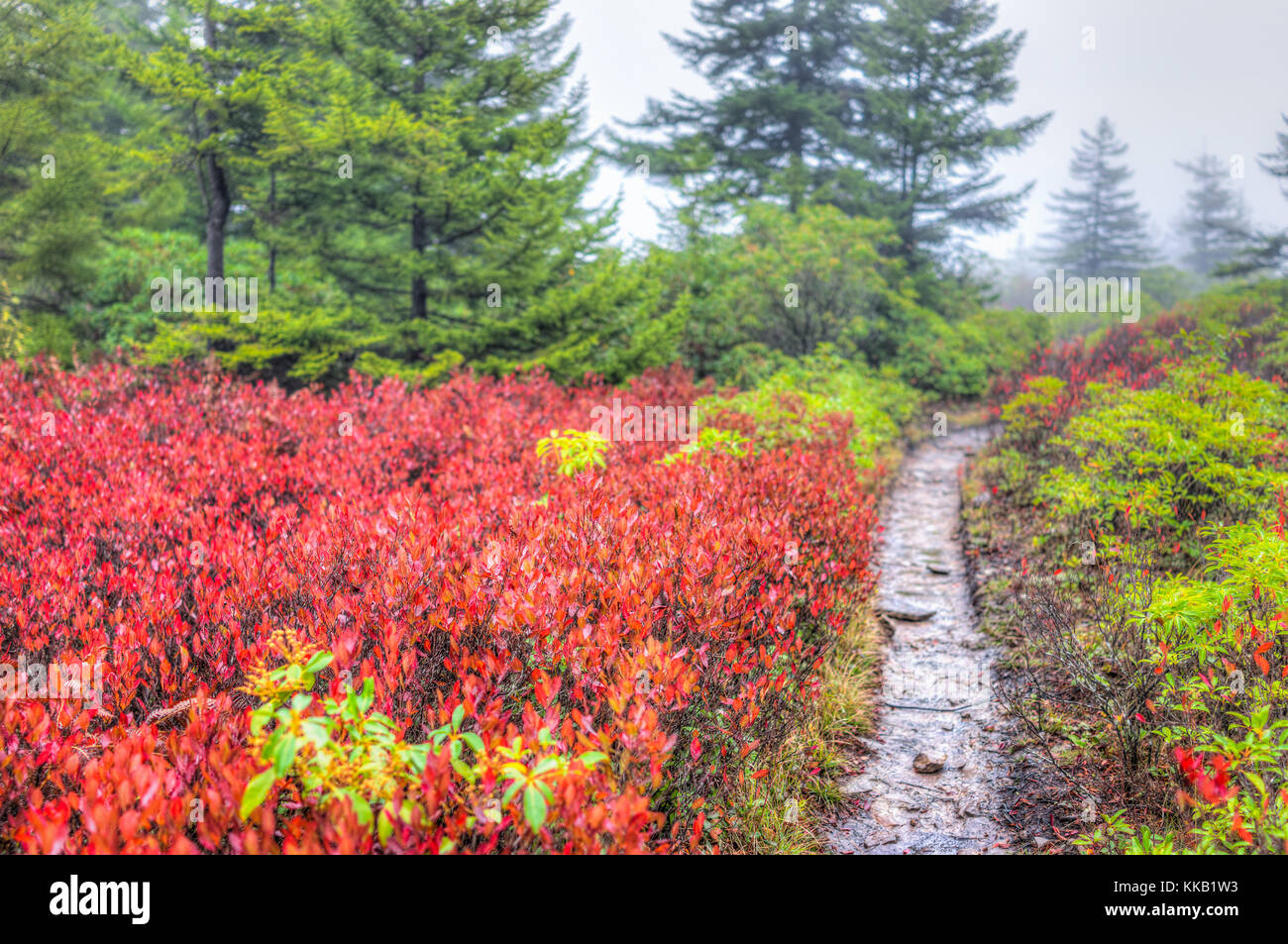 Many colorful red blueberry bushes in autumn fall with dirt road trail ...