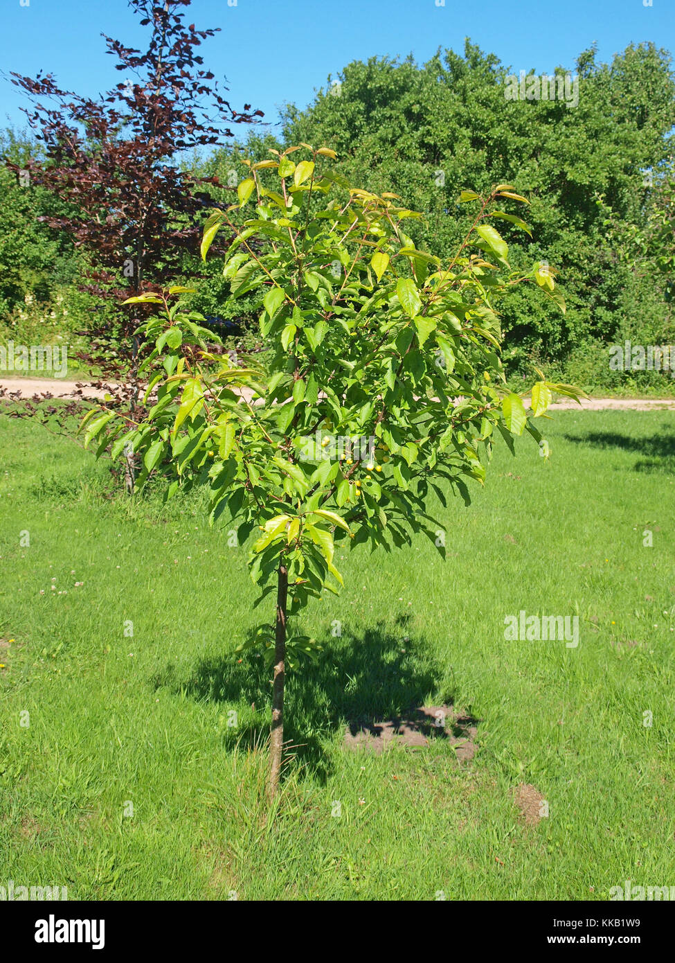 Young cherry tree with first ripe yellow fruits Stock Photo - Alamy