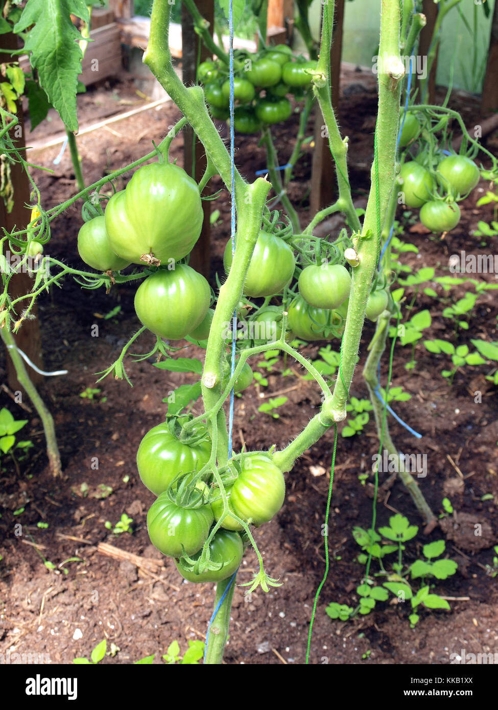 Green unripe tomatoes close hi-res stock photography and images - Alamy