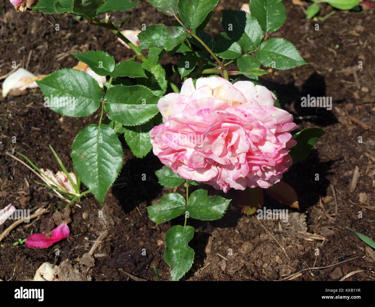 Young rose hi-res stock photography and images - Alamy