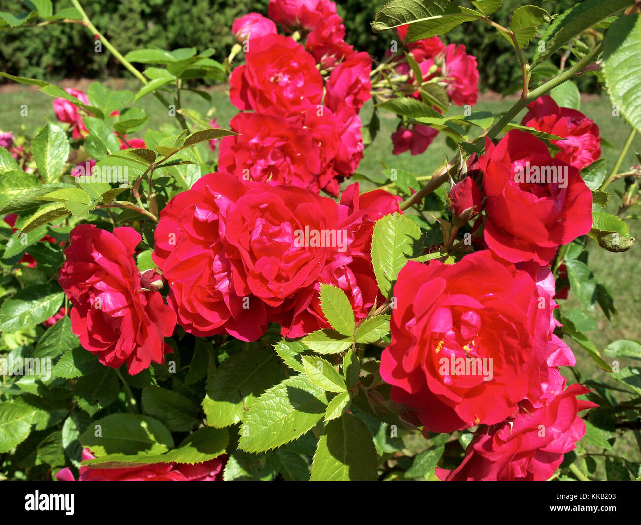 Rose flower bush with lot of red blossoms close up Stock Photo - Alamy