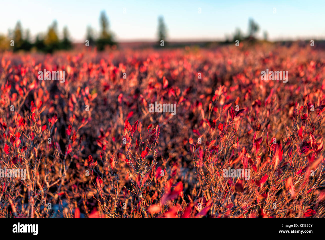 Many colorful red blueberry bushes in autumn fall showing detail ...