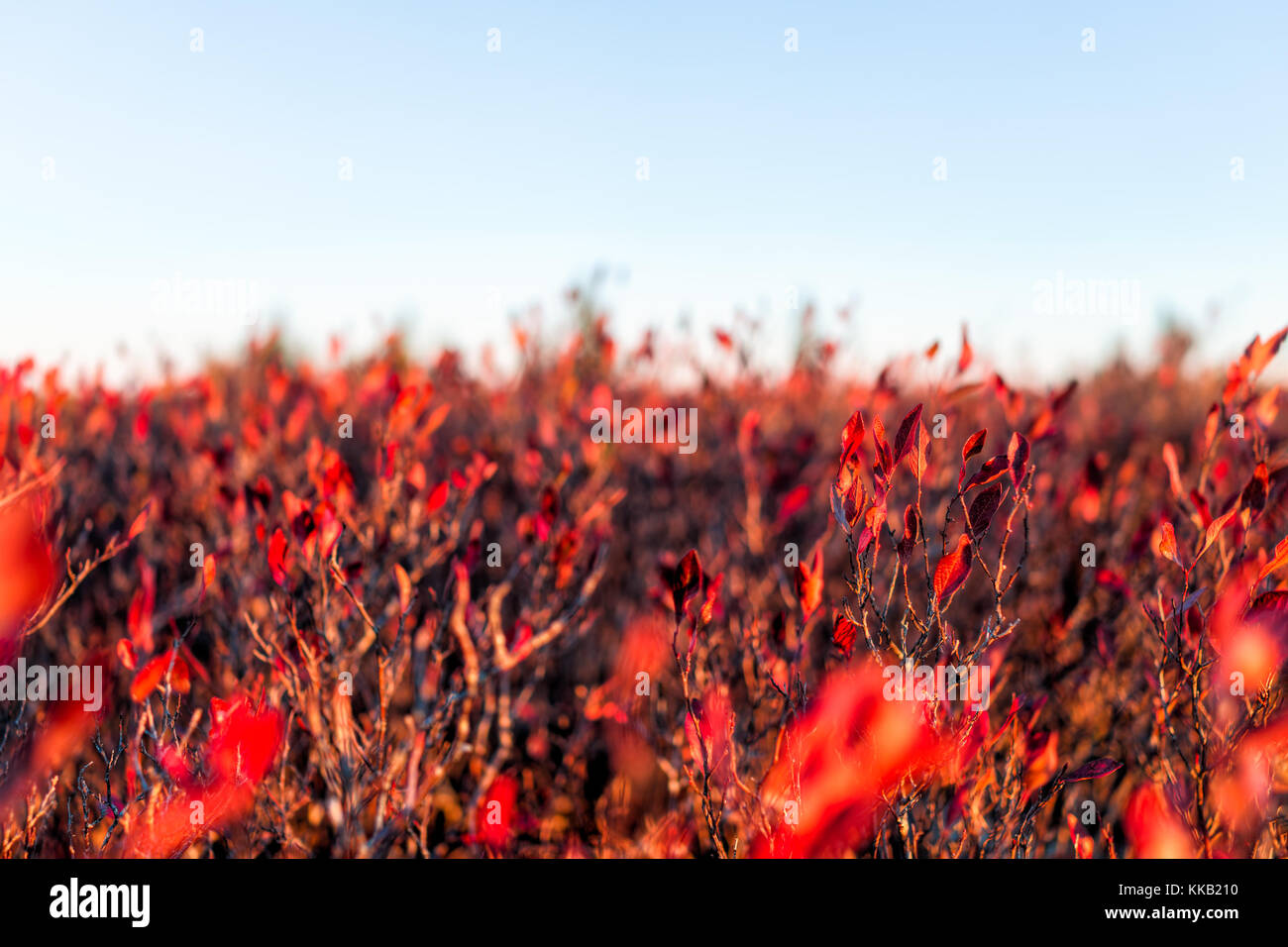 Many colorful red blueberry bushes in autumn fall showing detail ...