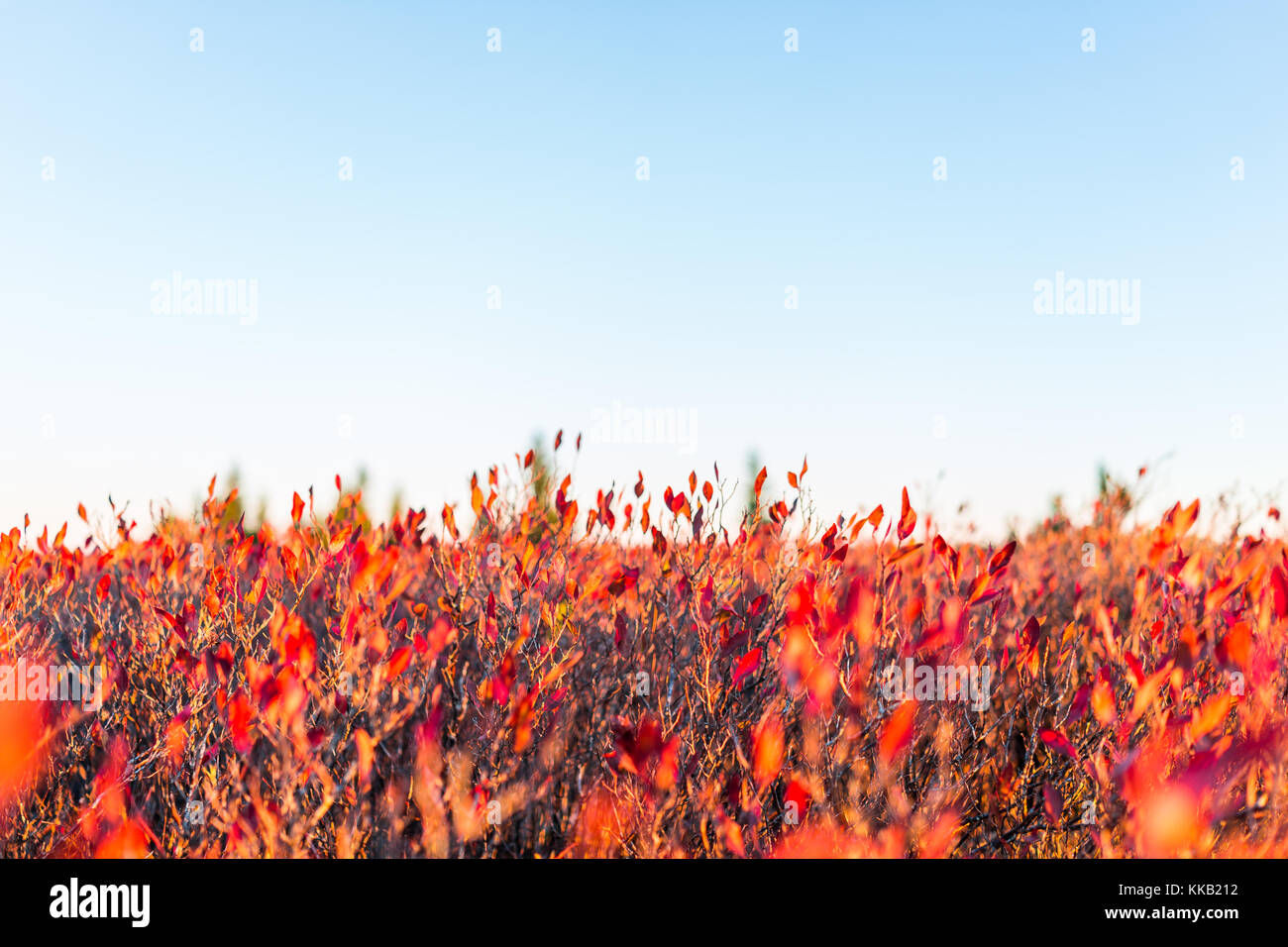 Many colorful red blueberry bushes in autumn fall showing detail ...