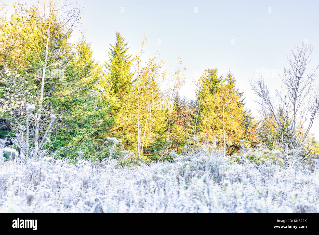 Frost winter landscape with pine trees and morning sun sunlight in ...