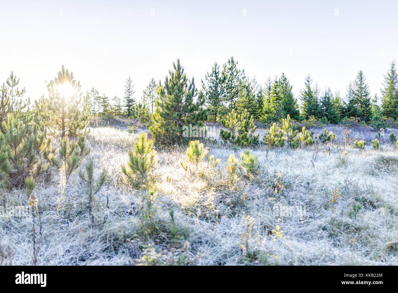 Frost winter landscape with pine trees and morning sun sunlight in ...