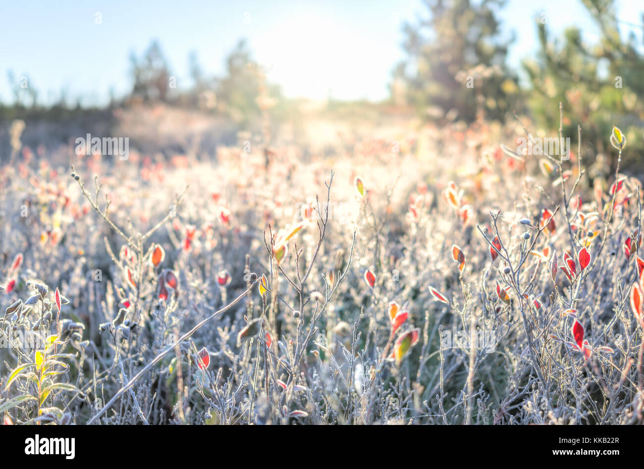 Many colorful red blueberry bushes in autumn fall showing detail ...