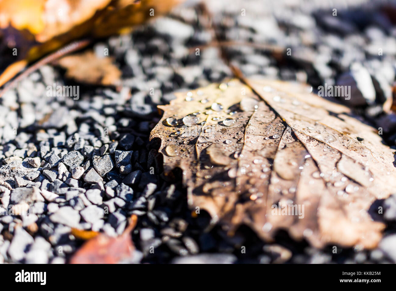 Melting dew hi-res stock photography and images - Alamy