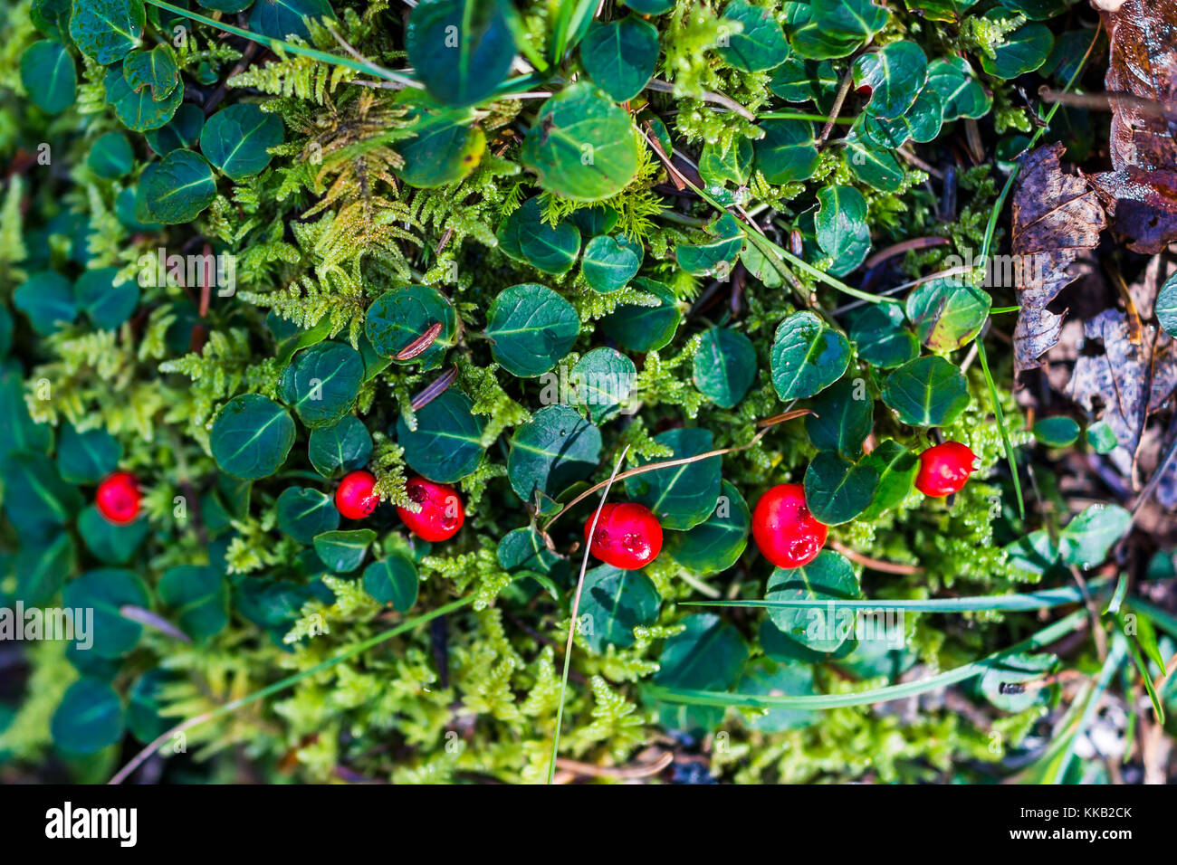 Teaberry hi-res stock photography and images - Alamy