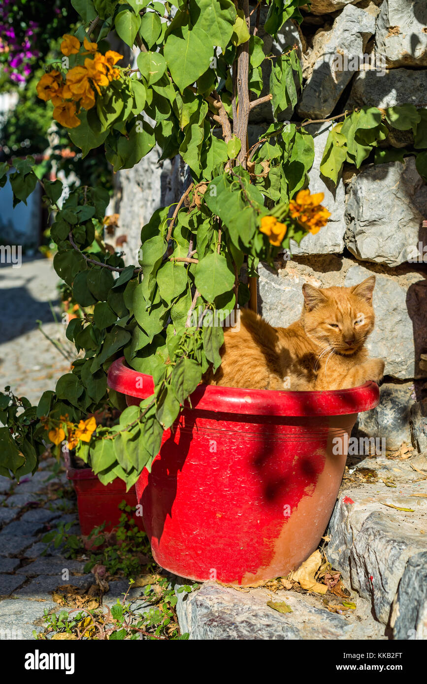 Ginger cat sleeping in red plant pot Stock Photo - Alamy