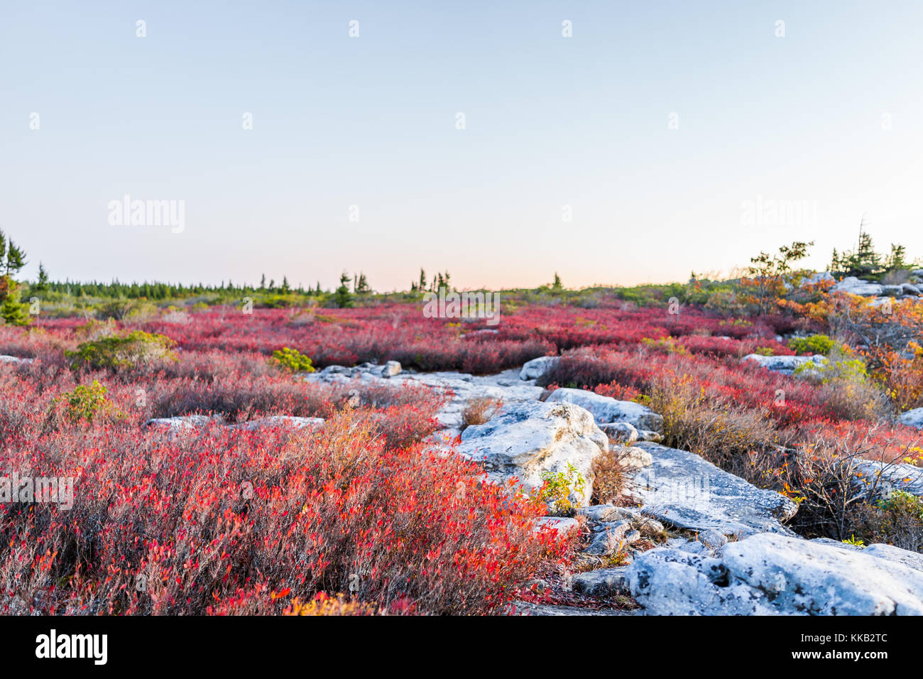Many colorful red blueberry bushes in autumn fall showing detail ...