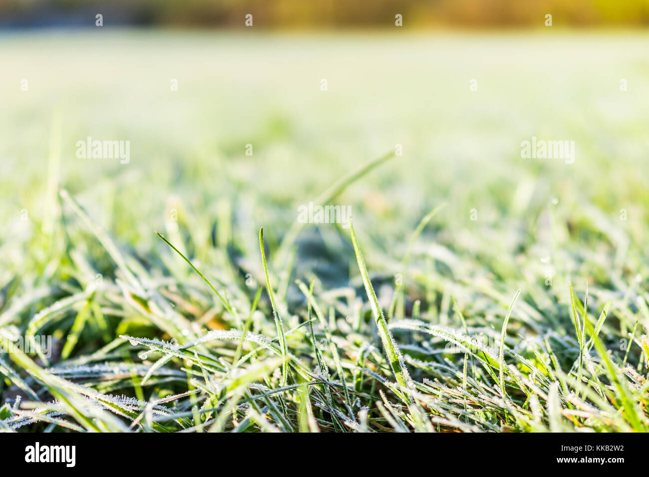 Freezing Dew Drops On Grass High Resolution Stock Photography and ...