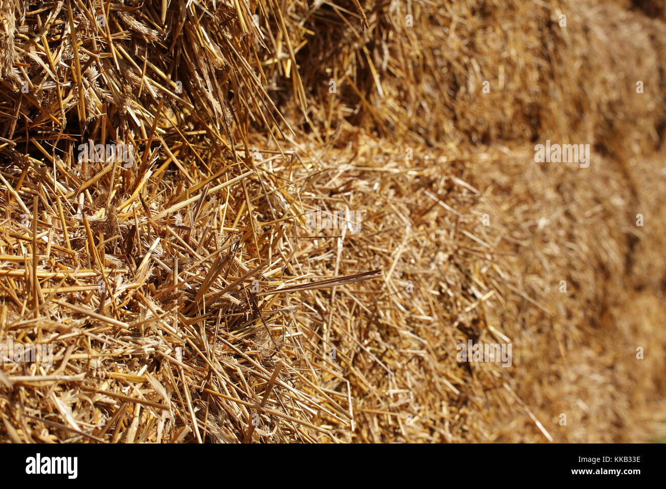 Dry hay bales on an agricultural plant Stock Photo - Alamy