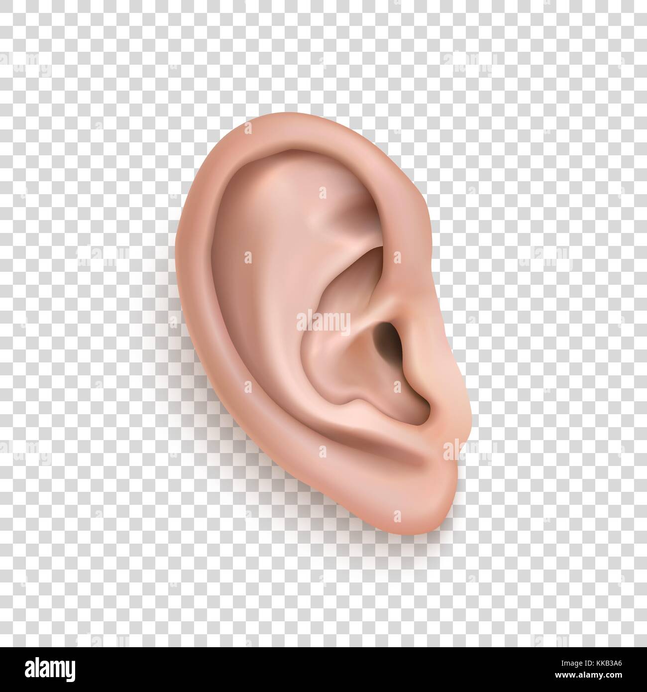 Vector realistic human ear icon closeup isolated on transparency grid ...