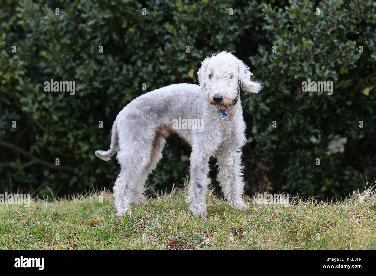 Rothbury Terrier High Resolution Stock Photography and Images - Alamy