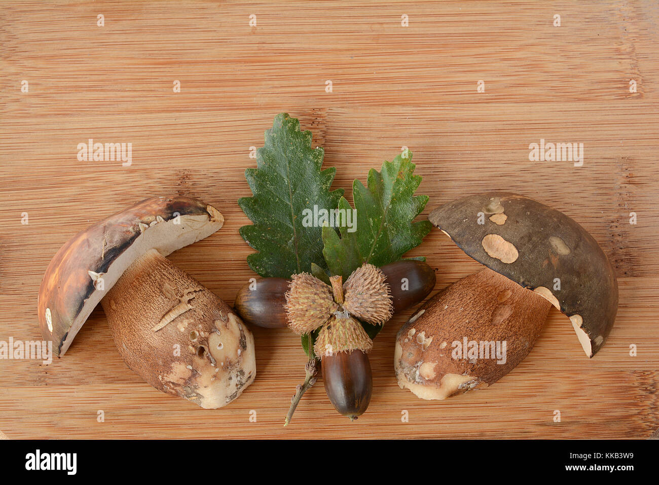 Forest arrangement, Dark cep or Bronze bolete mushroom, or Boletus ...