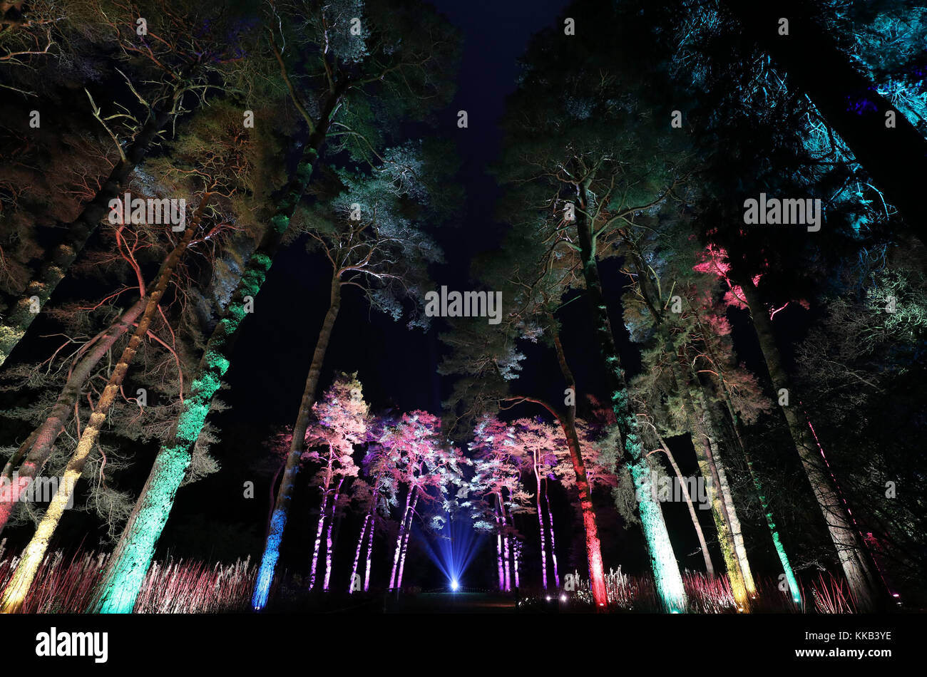 Trees are illuminated during the launch of the Enchanted Christmas ...