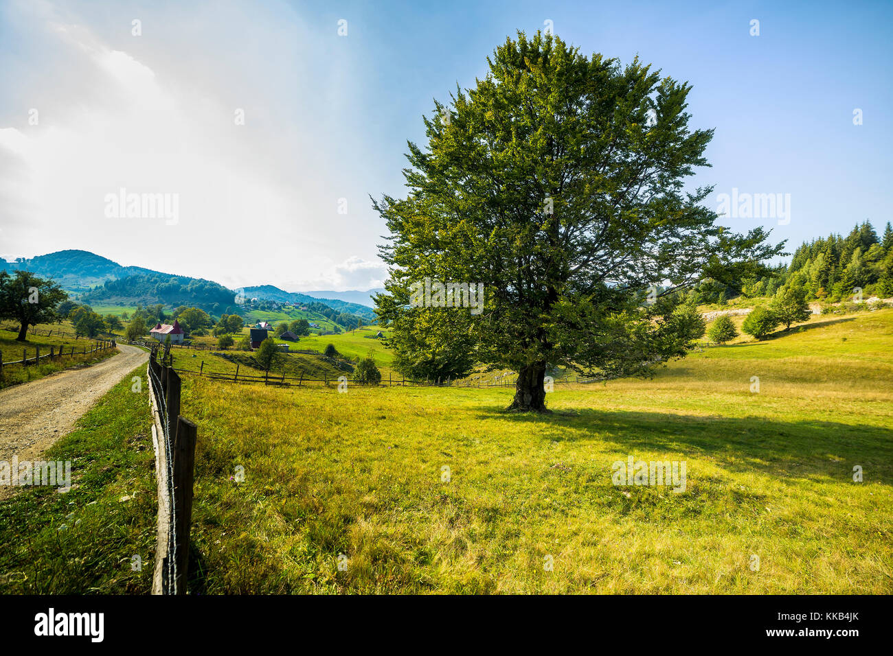 Big tree in nature Stock Photo - Alamy