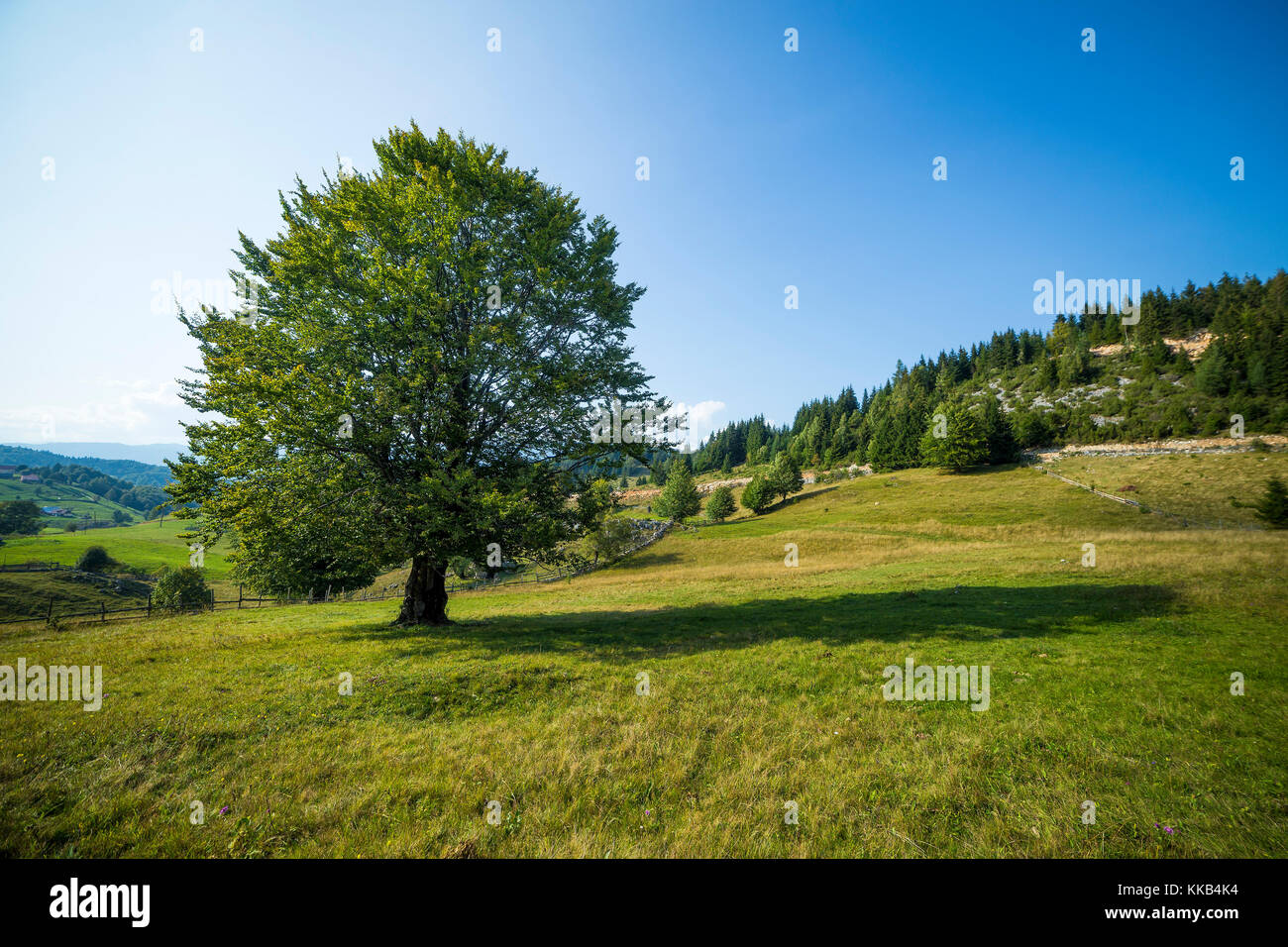 Big tree in nature Stock Photo - Alamy
