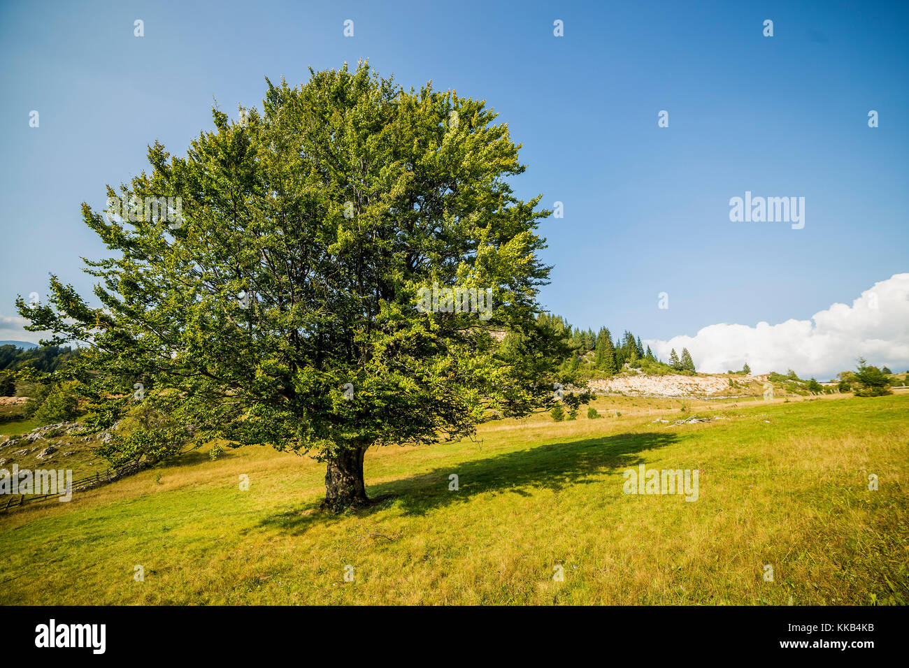 Big tree in nature Stock Photo - Alamy