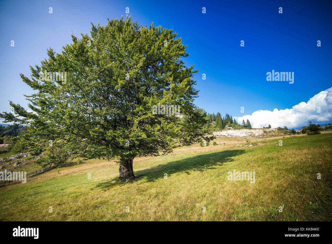 Big tree in nature Stock Photo - Alamy