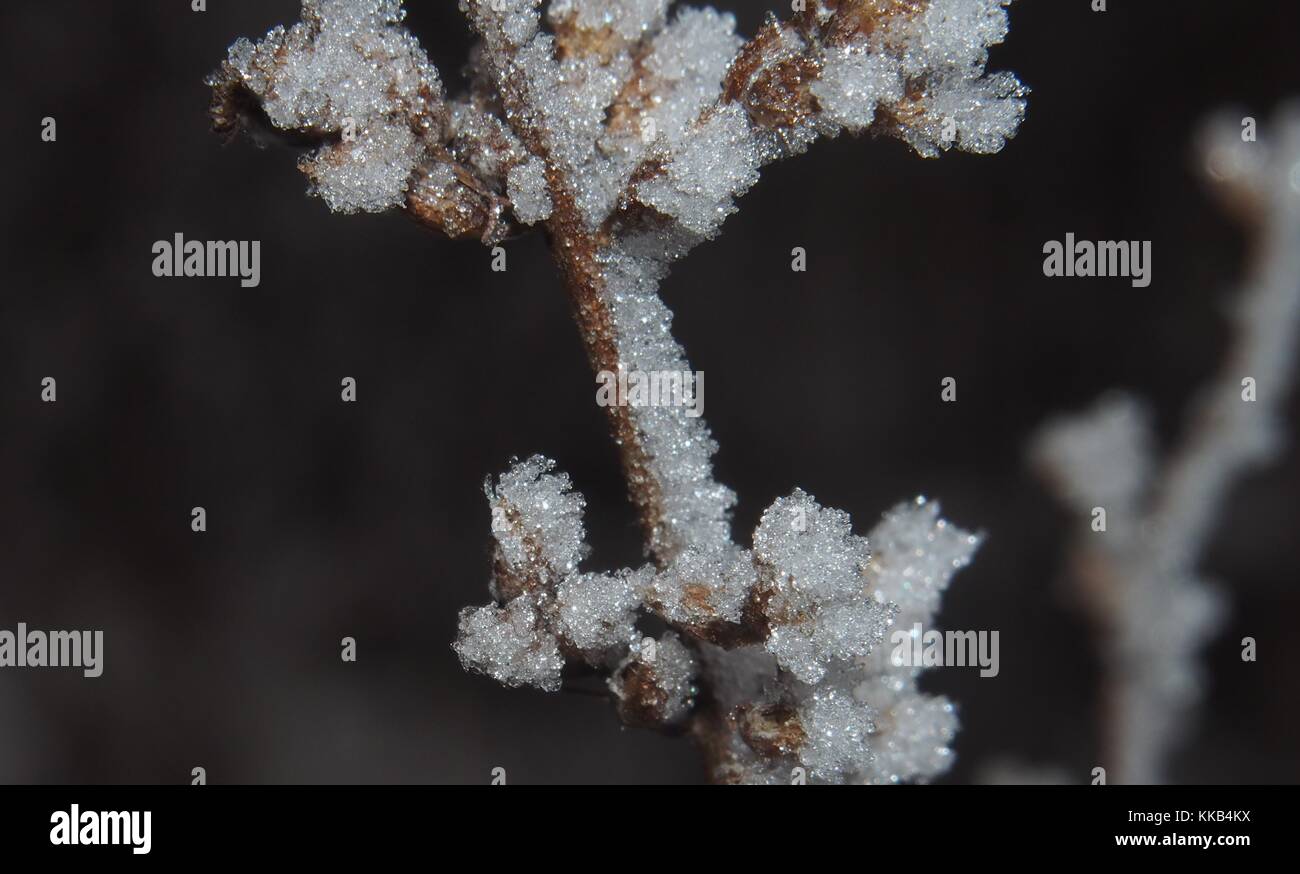 Dried plants, covered with small ice crystals. Frost. Close-up Stock ...