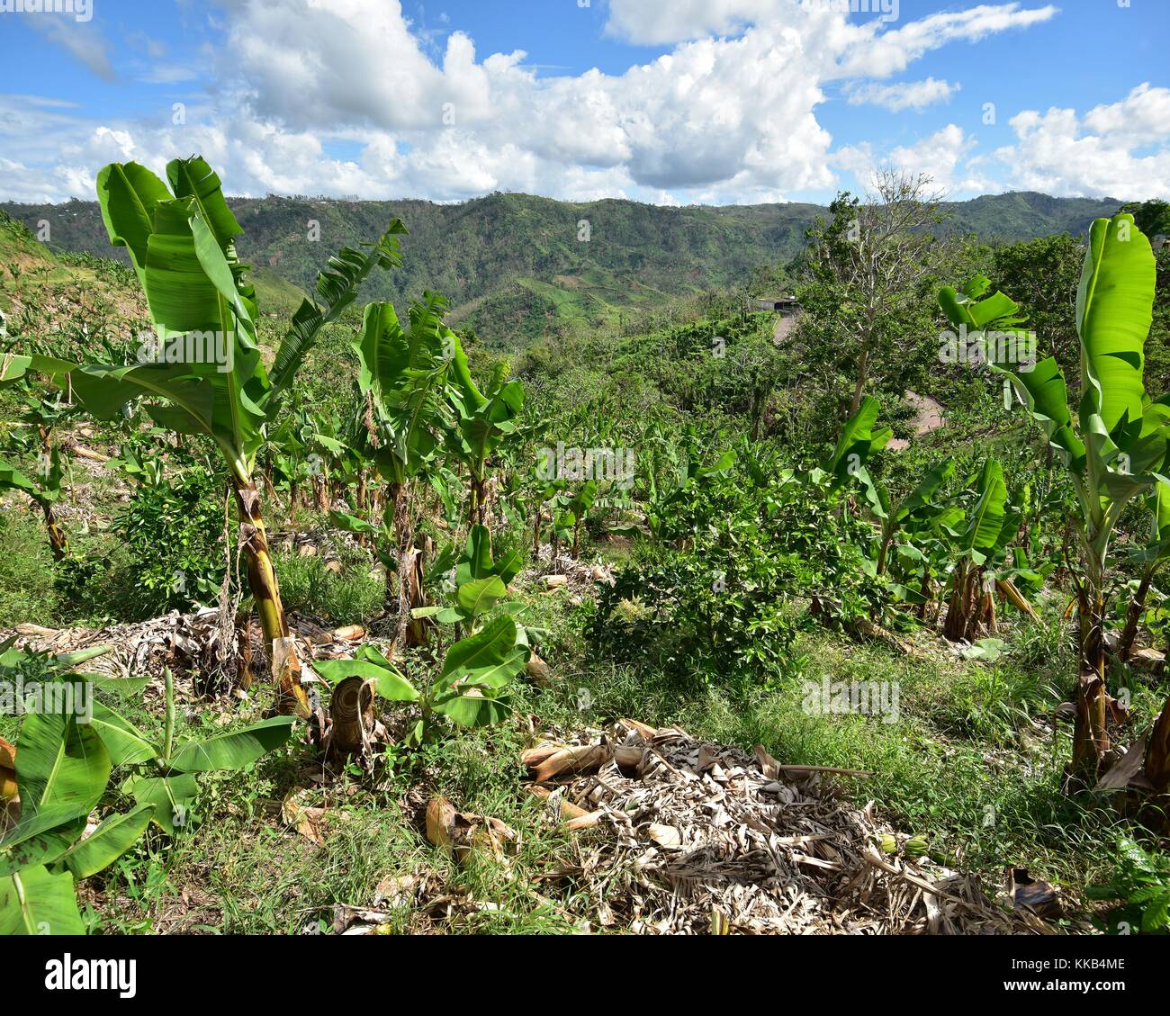 Damaged vegetation from landslides in the aftermath of Hurricane Maria ...