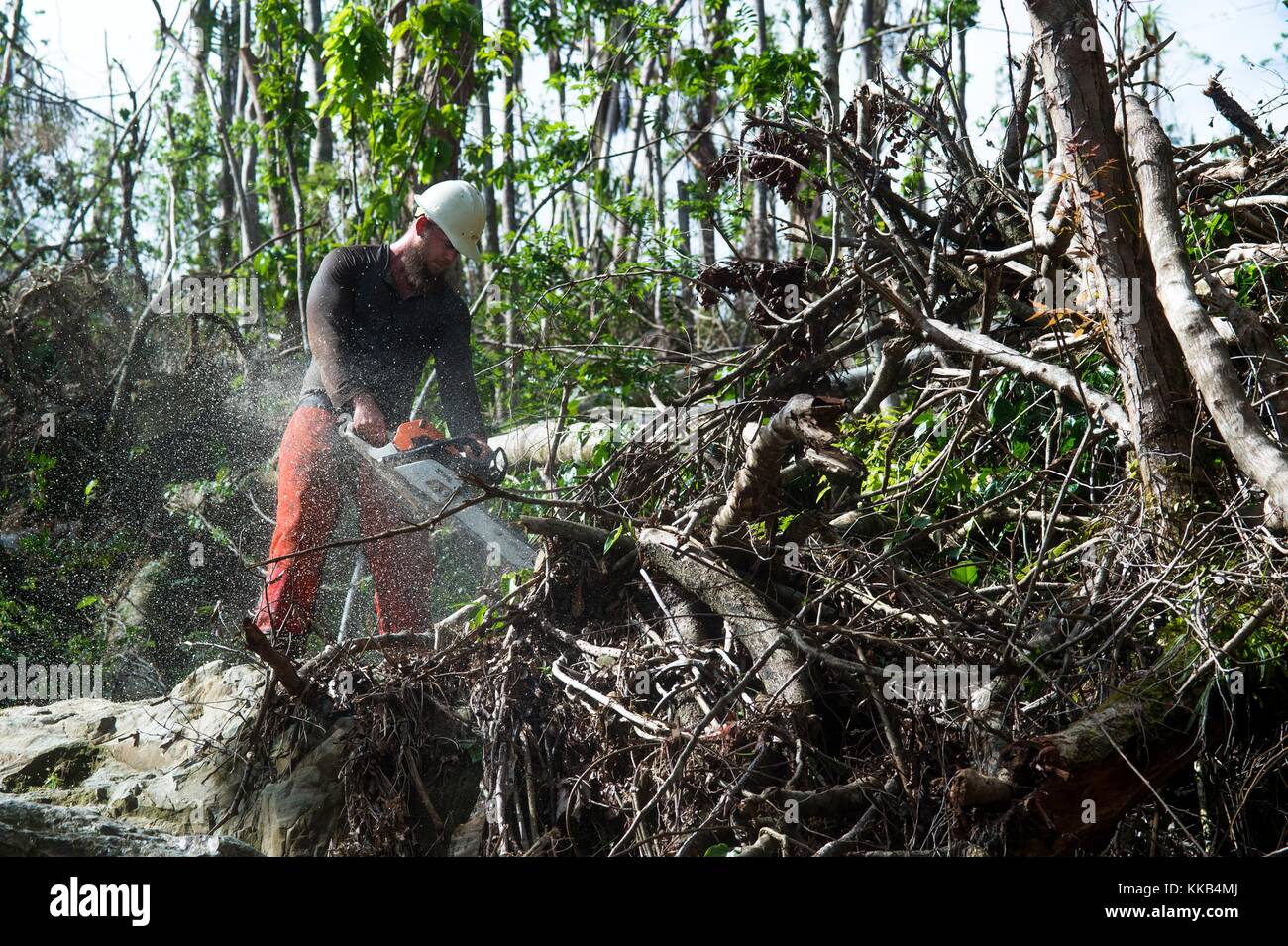 A U.S. Forest Service employee clears downed trees in the El Yunque ...