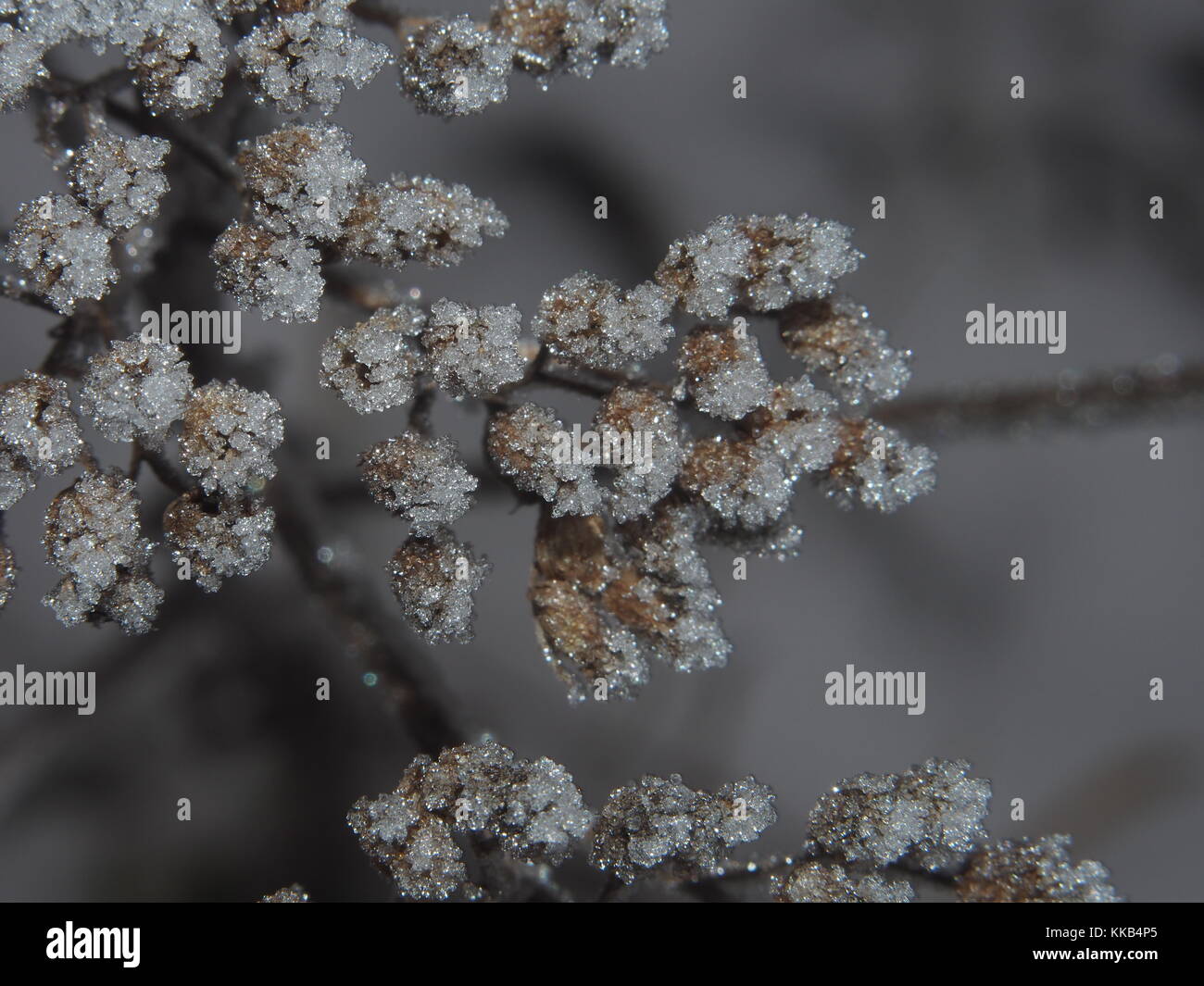 Dried plants, covered with small ice crystals. Frost. Close-up Stock ...