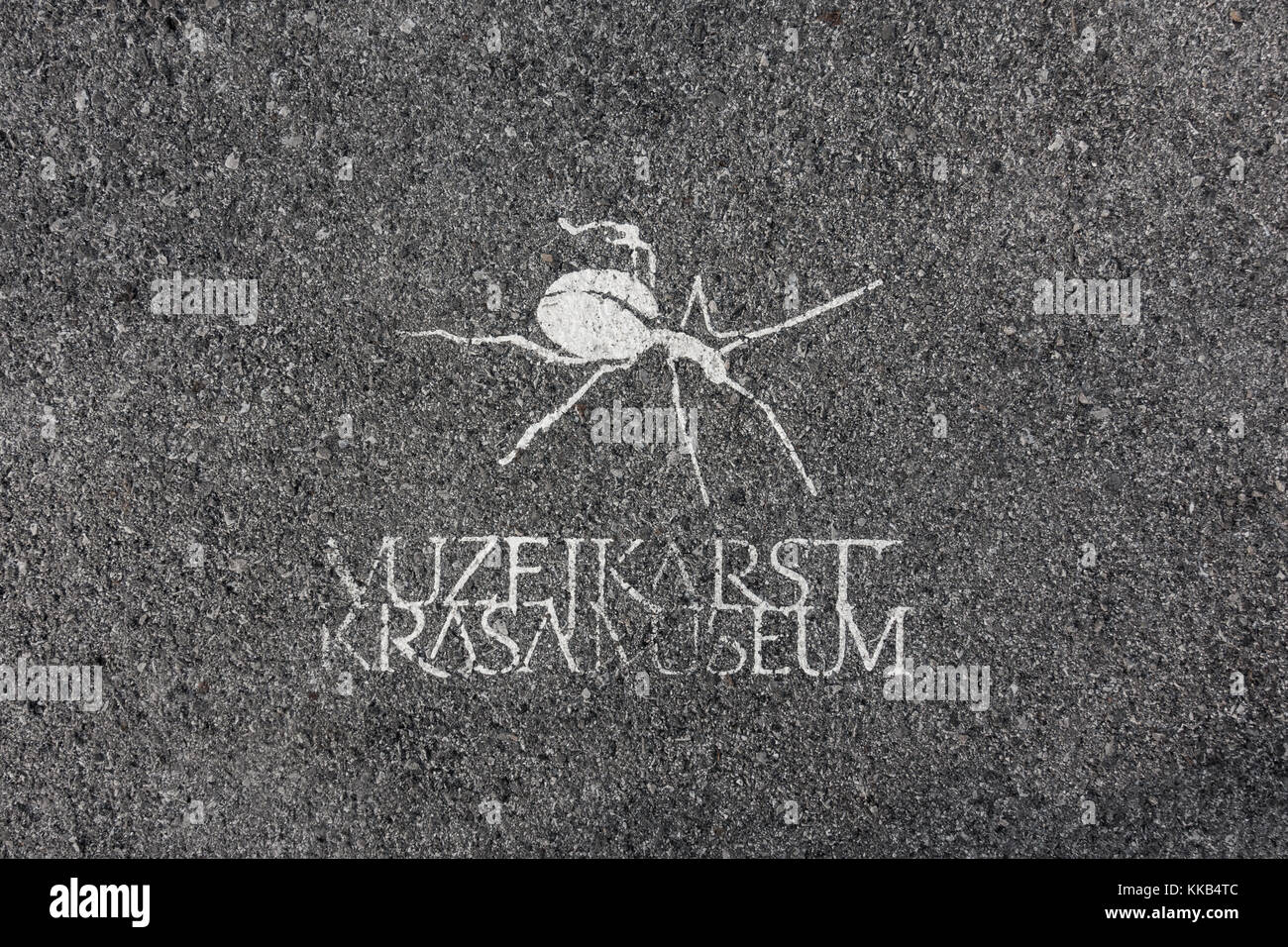 Drawing of Leptodirus hochenwartii, a cave beetle, indicating direction ...