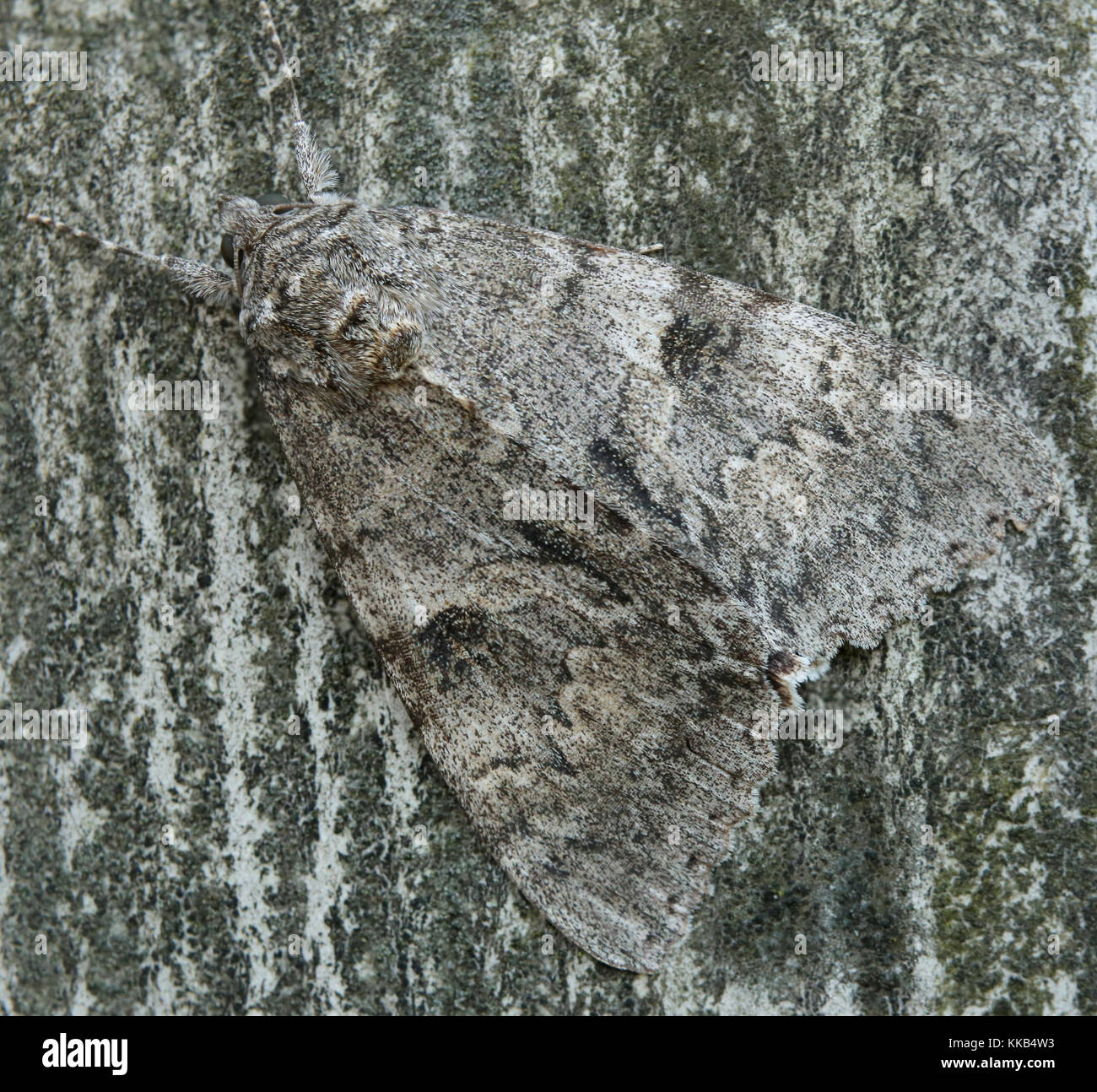 Close up of an underwing moth (genus Catocala Stock Photo - Alamy