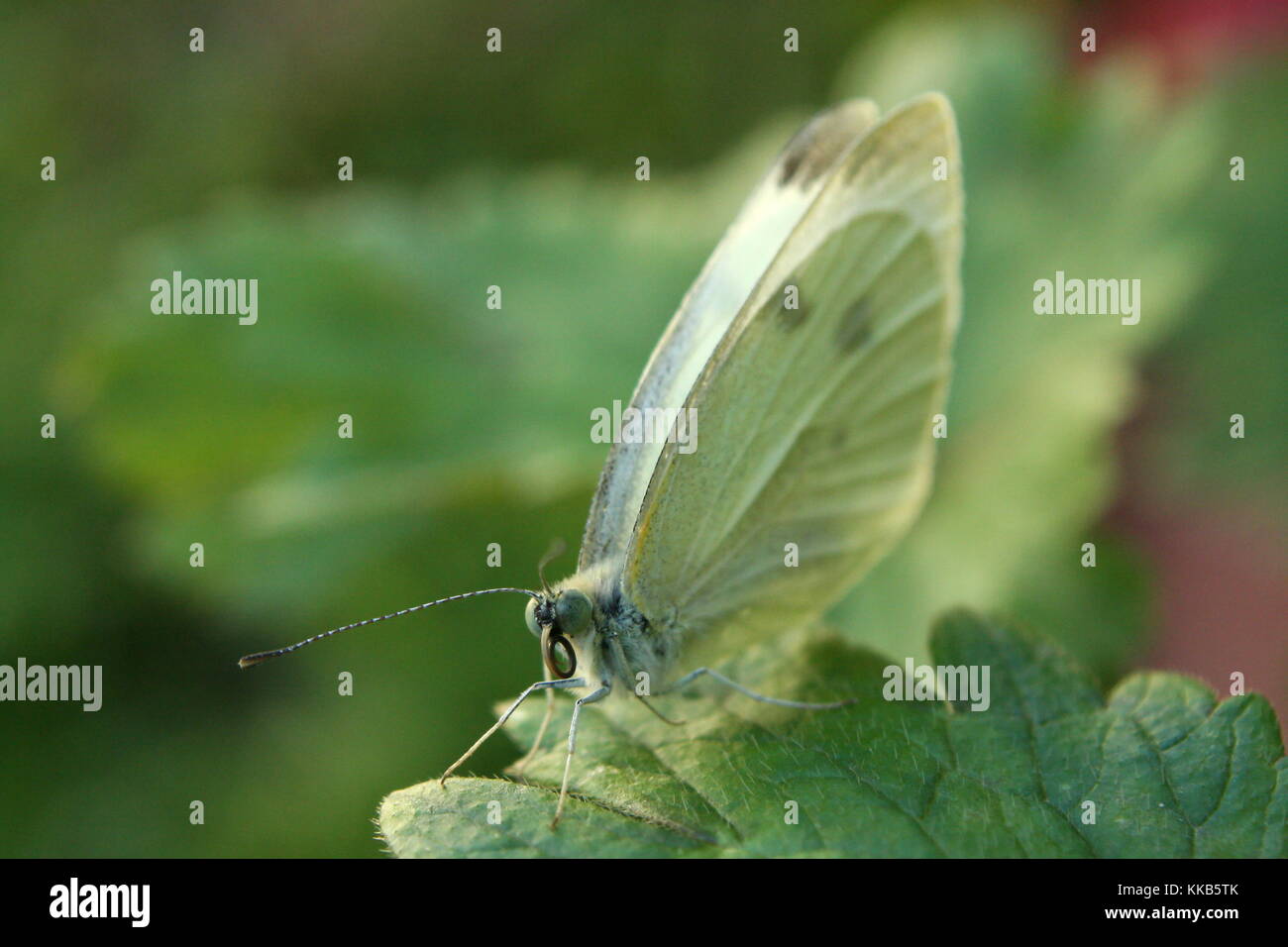 Cabbage White Butterfly, Pieris rapae Stock Photo - Alamy